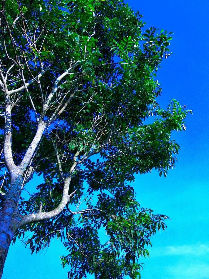 Tree in the sky stock image. Image of views, tree, beautufull - 117030887