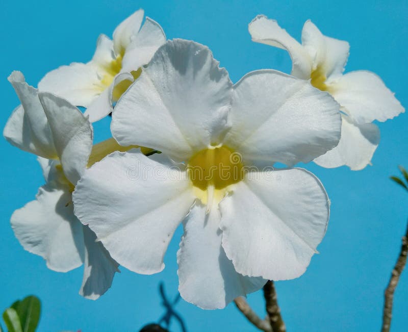 The Beauty of Adenium Flower Stock Photo - Image of beauty, closeup ...