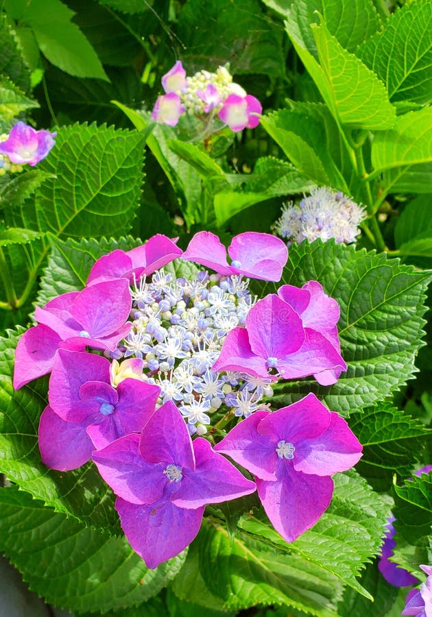 Ajisai stock image. Image of ajisai, japan, park, flower - 118832447