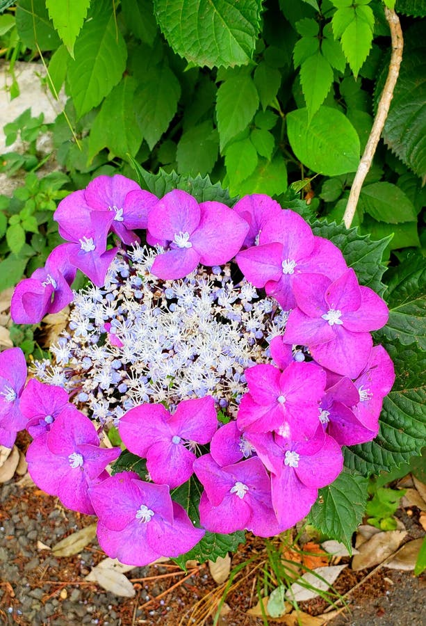 Ajisai stock image. Image of parc, ajisai, beauty, japan - 118832413