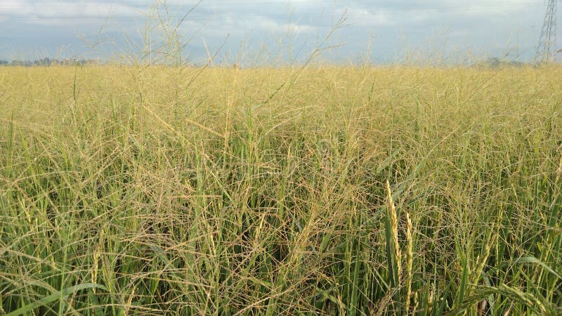 The Beauty of Alang Alang Grass that Grows Abundantly in the Rice ...