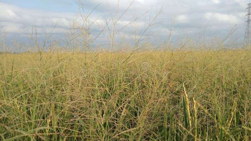The Beauty of Alang Alang Grass that Grows Abundantly in the Rice ...