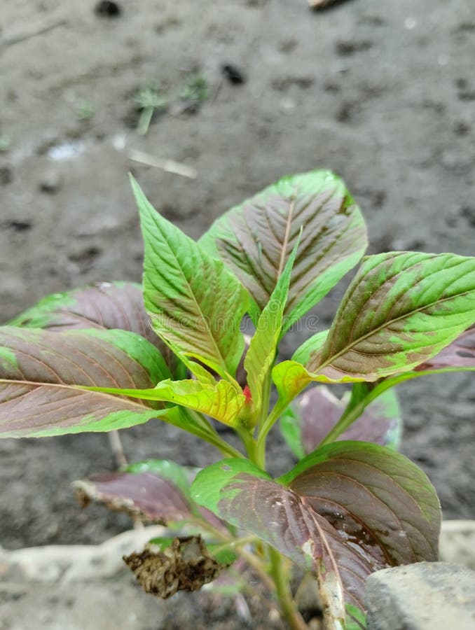 The Beauty of the Amaranth Flower Stock Image - Image of beauty ...