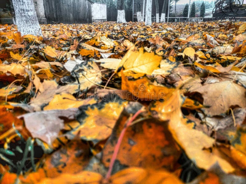 Beauty of Antumn stock photo. Image of beauty, trees - 103411876