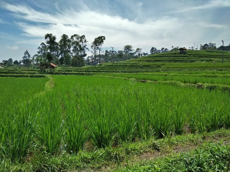 The Atmosphere in the Rice Fields in the Afternoon Rice Plants in an ...