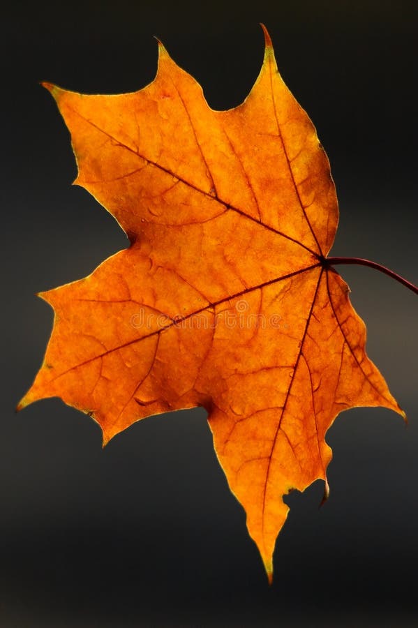 Beauty of autumn forms stock photo. Image of maple, love - 281606