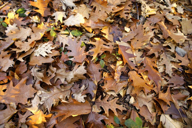 The Beauty of Autumn and Its Colors. Stock Image - Image of fall, gold ...