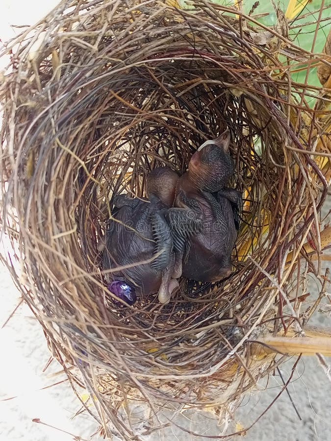 Beauty baby bird was born stock image. Image of branch - 266495179