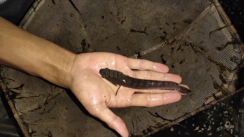 Beauty Baby Snack Head Fish Stock Photo - Image of fish, baby: 227647230