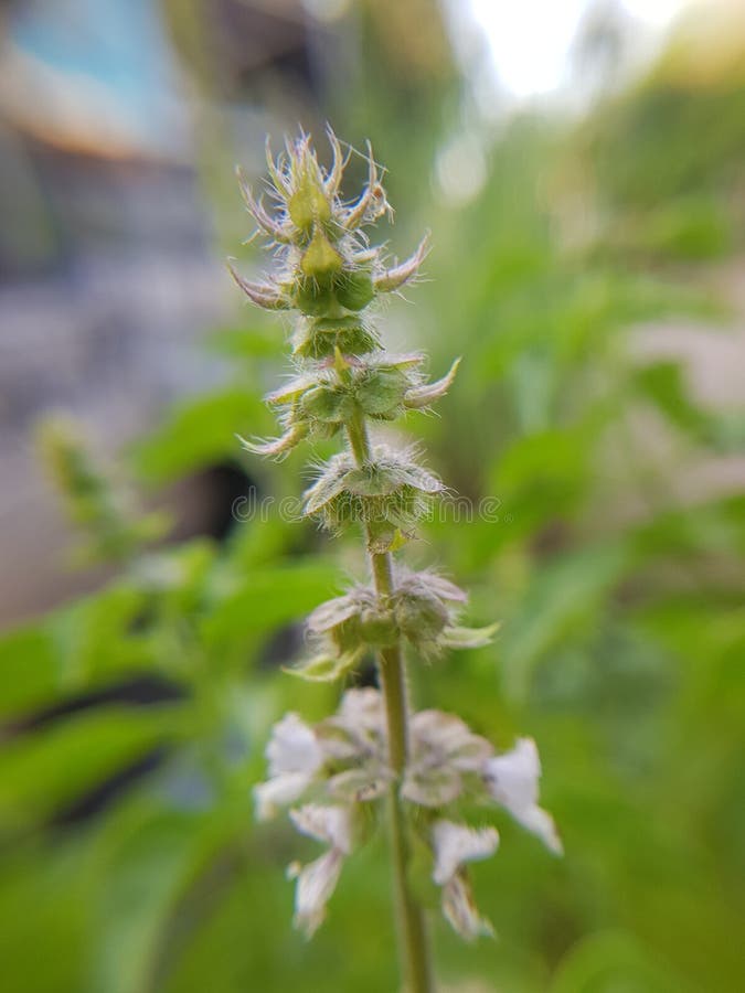 Beauty Basil Flowers Grow in the Yard Stock Photo - Image of ...