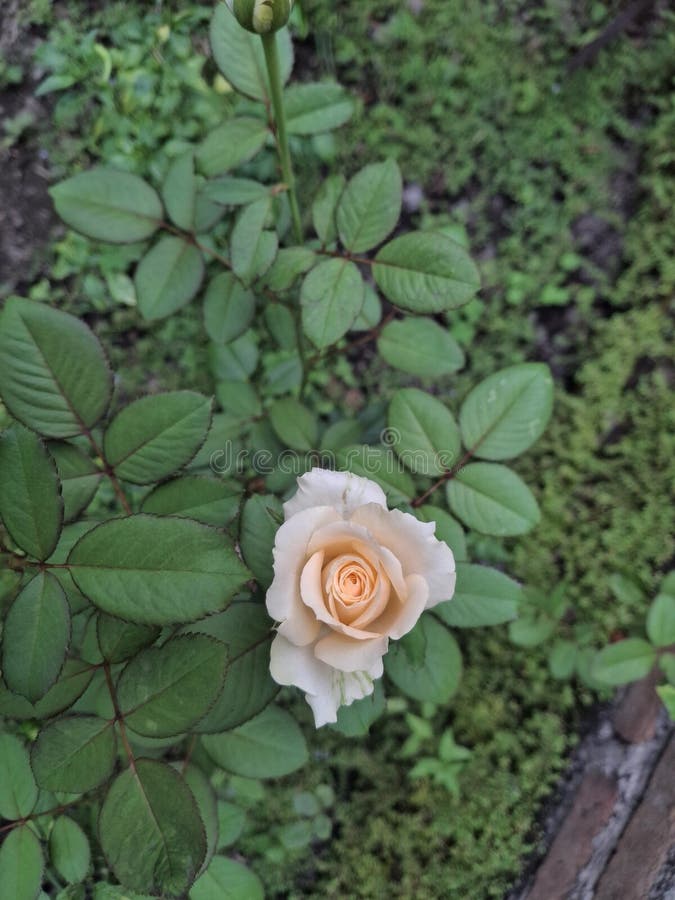The beauty of beach roses stock photo. Image of materials - 360943320