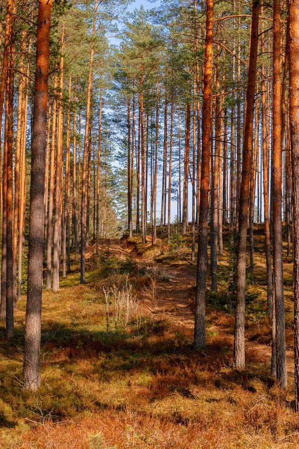 The Beauty of Belarusian Coniferous Forests Stock Photo - Image of ...