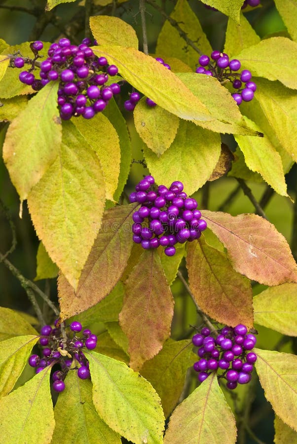 Beauty berry stock photo. Image of close, colour, foliage - 14325652