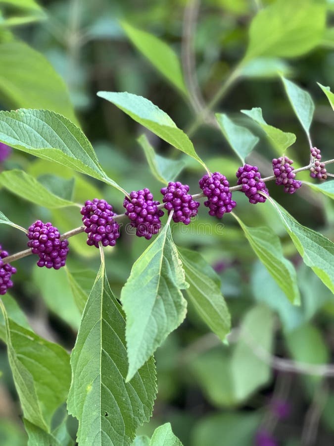 Red berry on a bush stock image. Image of wild, bright - 256459279