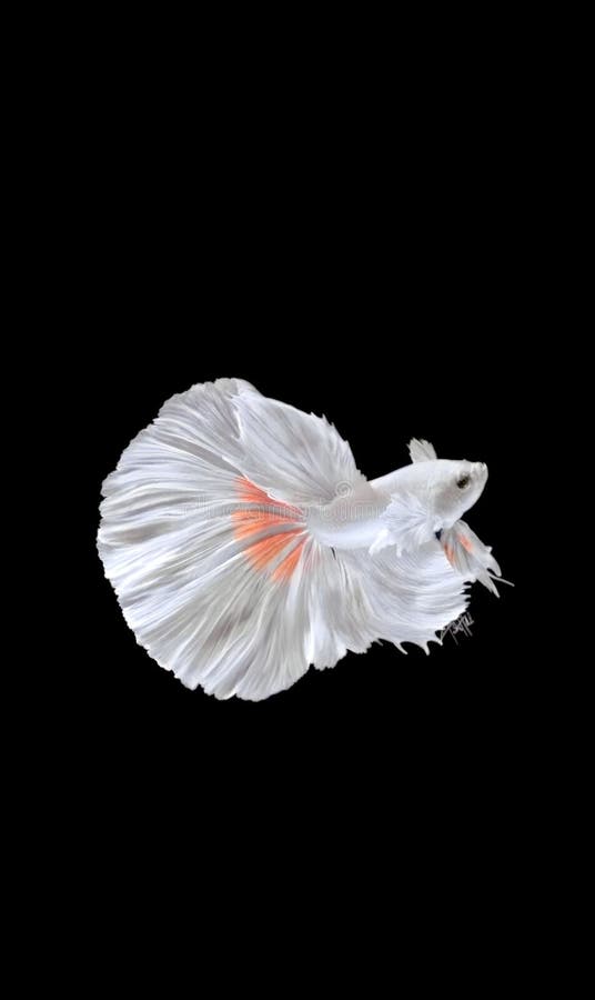 Beauty Betta Fish White Perfect Stock Photo - Image of betta, fish ...