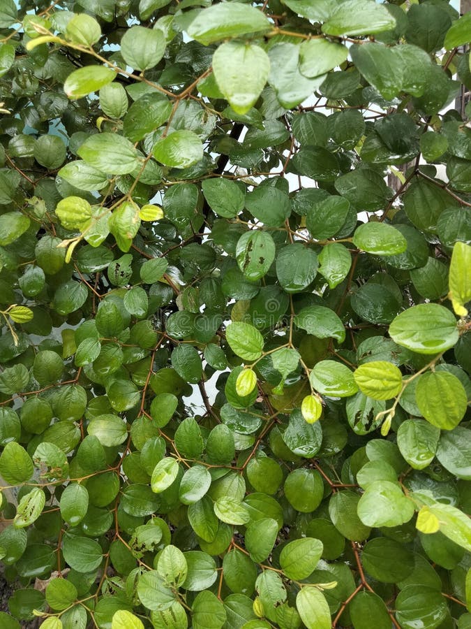 The Beauty of Bidara Plants Stock Photo - Image of flower, garden ...