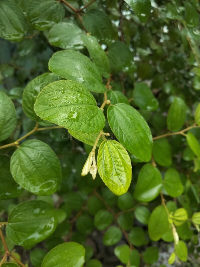 The Beauty of Bidara Plants Stock Image - Image of blossom, plant ...