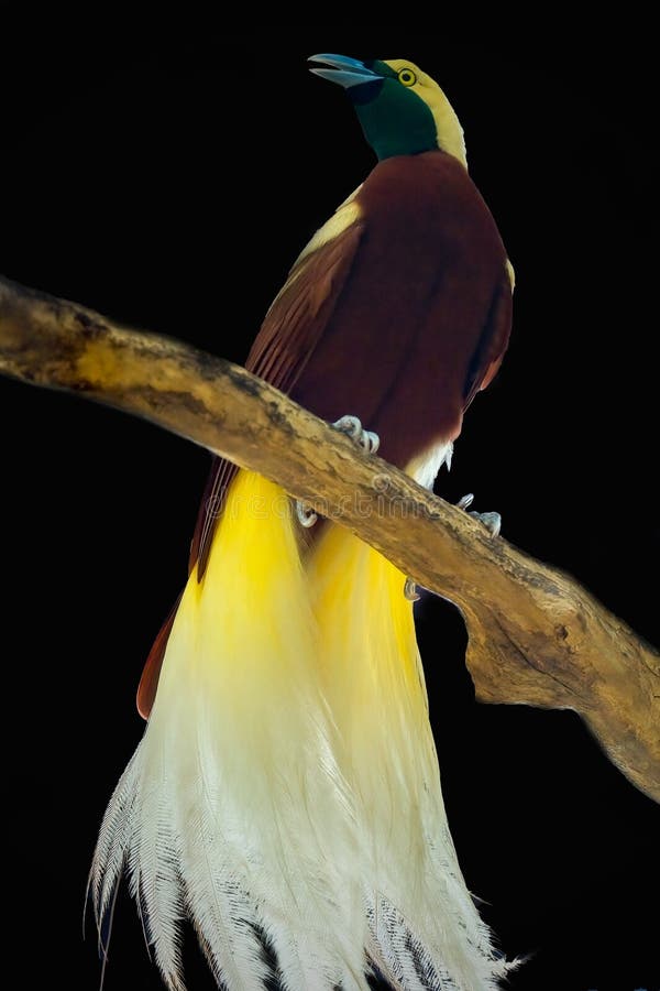 125 Cendrawasih Stock Photos - Free & Royalty-Free Stock Photos from ...