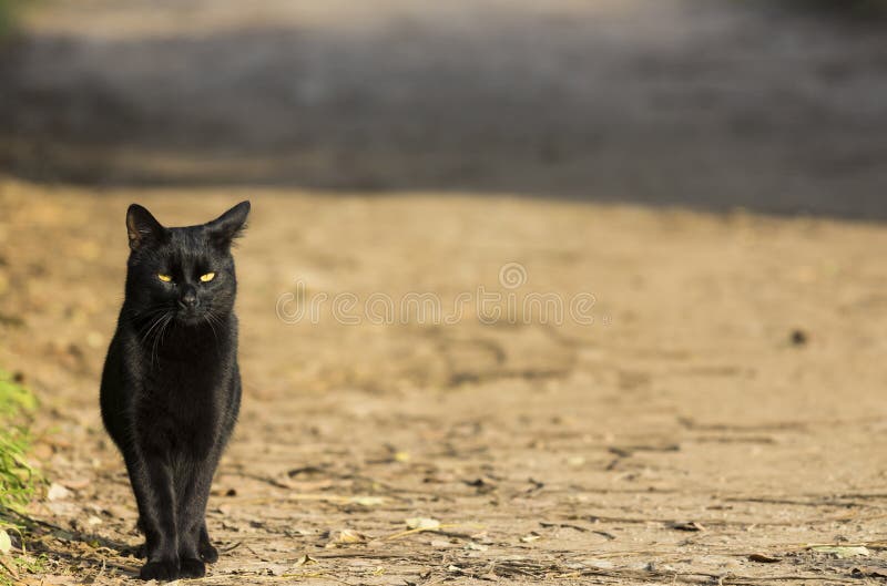 Beauty Black Cat on a Country Road at the Sunset Stock Image - Image of ...