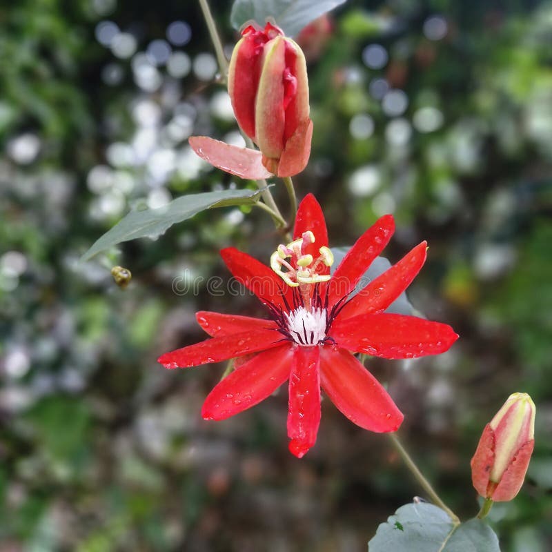 Beauty Bloom Red Queen Flower Stock Photo - Image of queen, bloom ...