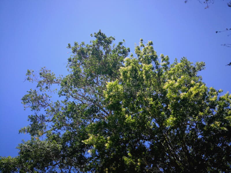 Peacefully Perfect. Tree and Sky Stock Photo - Image of tree, perfect ...