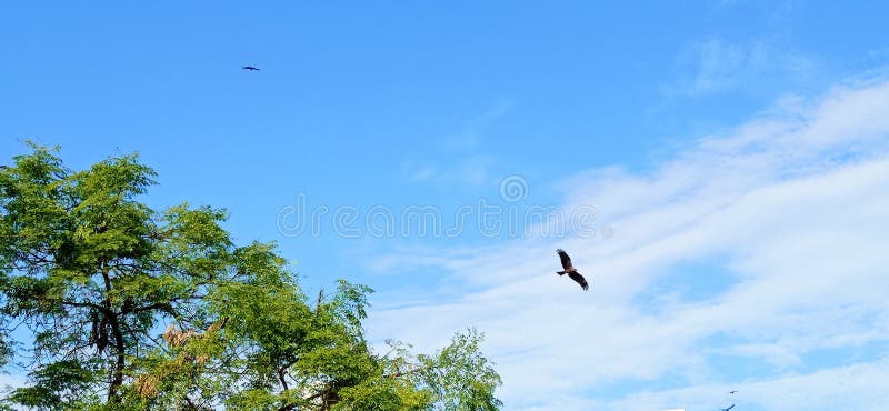 1950s Blue Bird Stock Photos - Free & Royalty-Free Stock Photos from ...