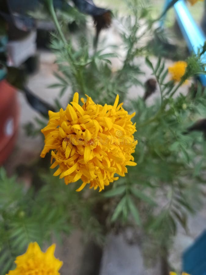 Taik Ayam Stock Photos - Free & Royalty-Free Stock Photos from Dreamstime