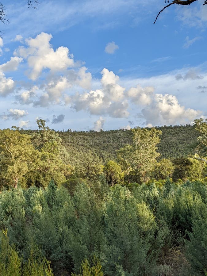 Beauty bush land bushes stock image. Image of field - 242931381