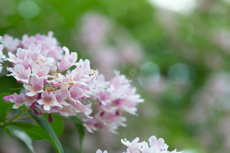 Beauty Bush, Linnaea Amabilis Stock Image - Image of linnaea, bloom ...