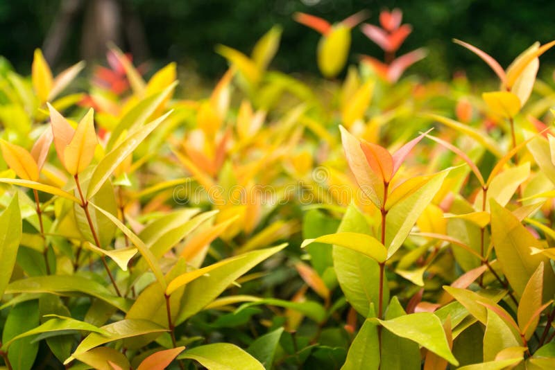 Beauty bush tree stock image. Image of shape, garden - 82536295