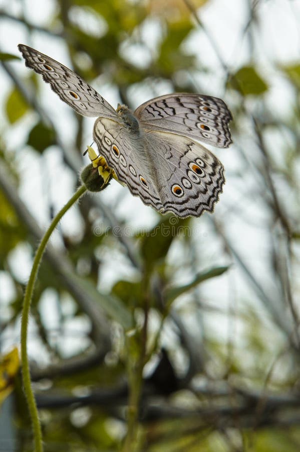 The Beauty of Butterfly Wings with Small Round Patterns Stock Photo ...