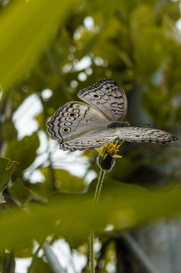 The Beauty of Butterfly Wings with Small Round Patterns Stock Image ...