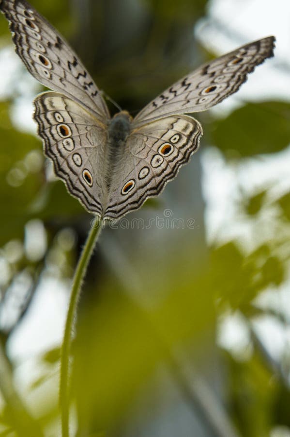 The Beauty of Butterfly Wings with Small Round Patterns Stock Image ...