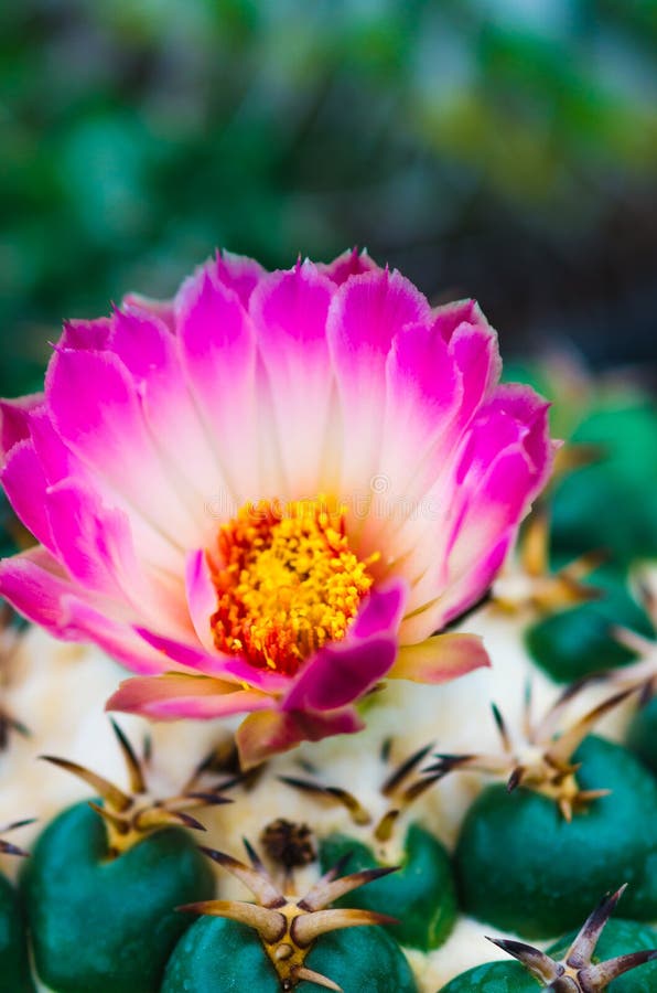 The Beauty of Cactus Flowers Stock Image - Image of flora, botany ...