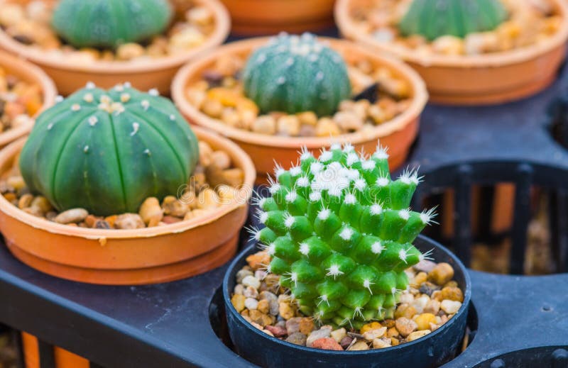 The Beauty of Cactus Flowers Stock Photo - Image of beauty, decoration ...