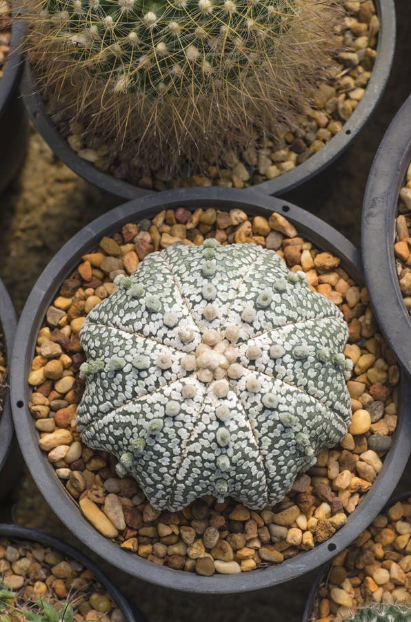 The Beauty of Cactus Flowers. Stock Photo - Image of beauty, manchu ...