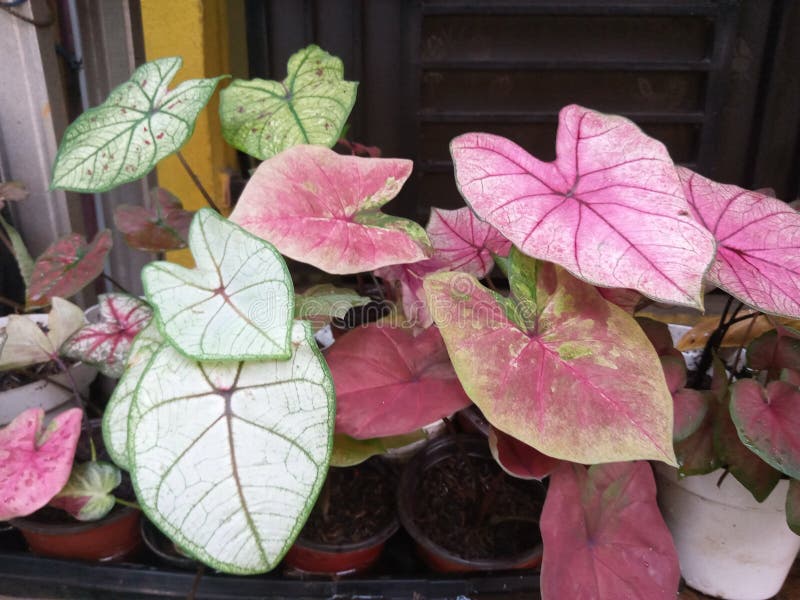 The beauty of caladiums stock photo. Image of leaf, beauty - 268484148
