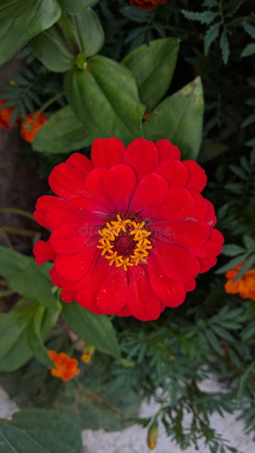Red flower forest nature stock image. Image of right - 99311583