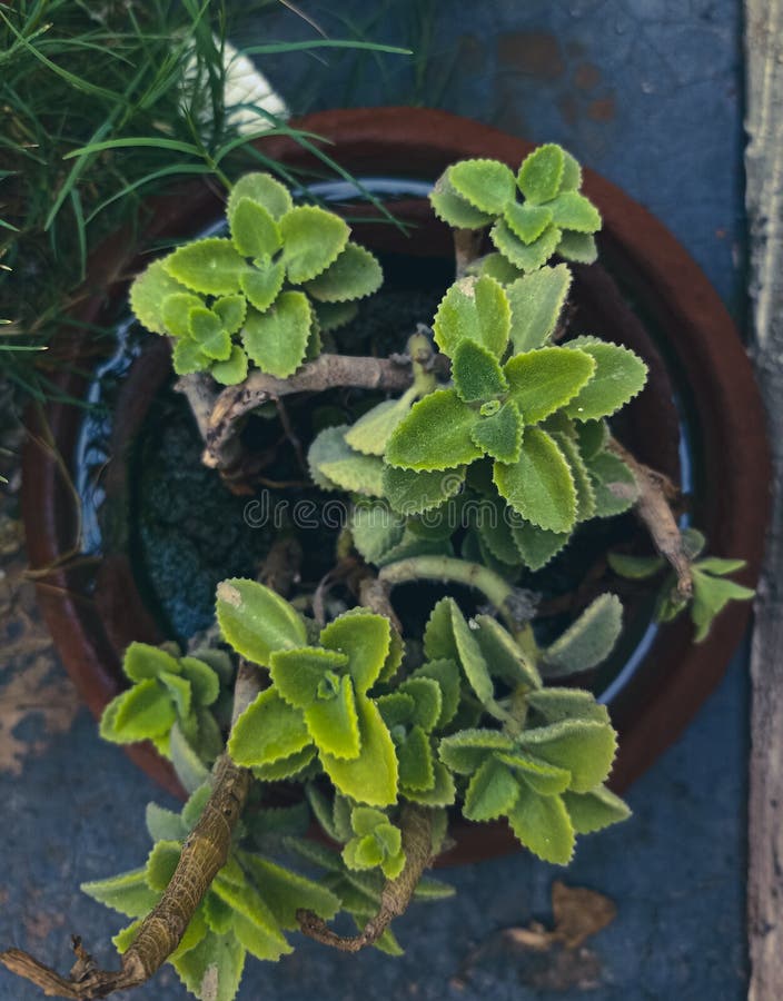 Beauty of Carom plant stock image. Image of nature, beauty - 248068023