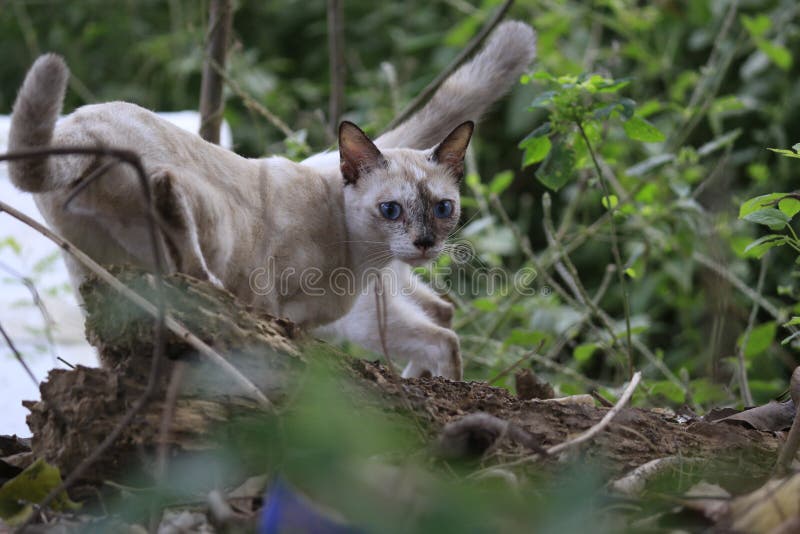 The Beauty of the Cat in the Natural Distance Stock Photo - Image of ...