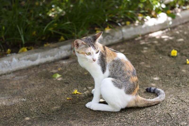 The Beauty of the Cat in the Natural Distance Stock Image - Image of ...