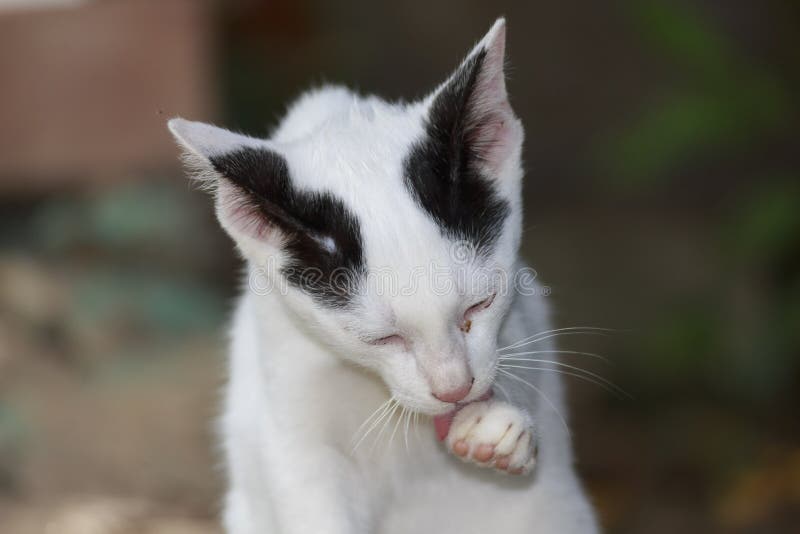 The Beauty of the Cat in the Natural Distance Stock Photo - Image of ...
