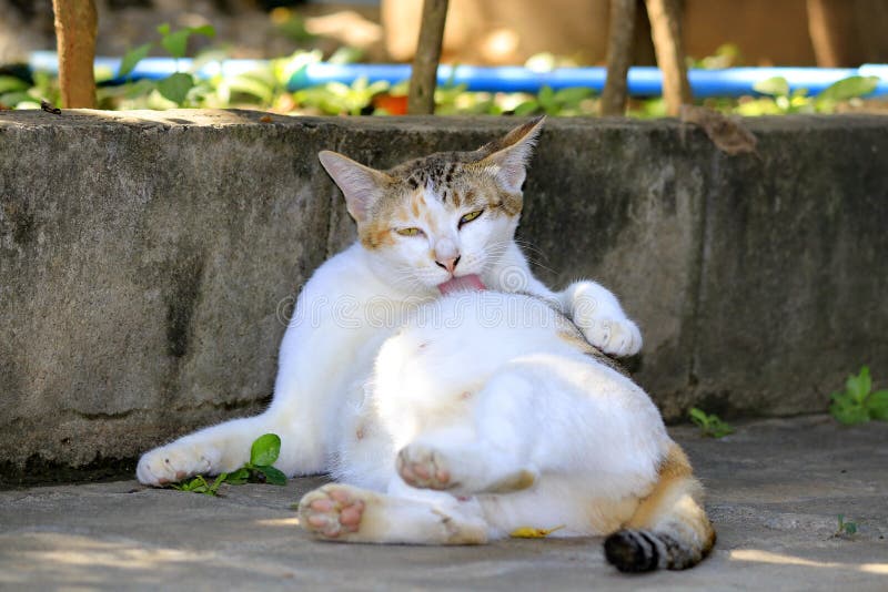 The Beauty of the Cat in the Natural Distance Stock Image - Image of ...