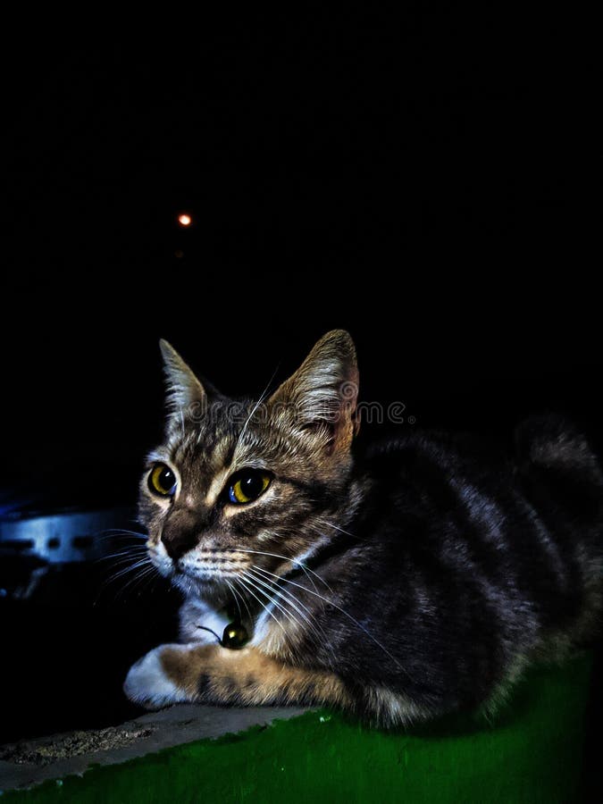 The Beauty of Cats in the Night Stock Image - Image of black, animal ...