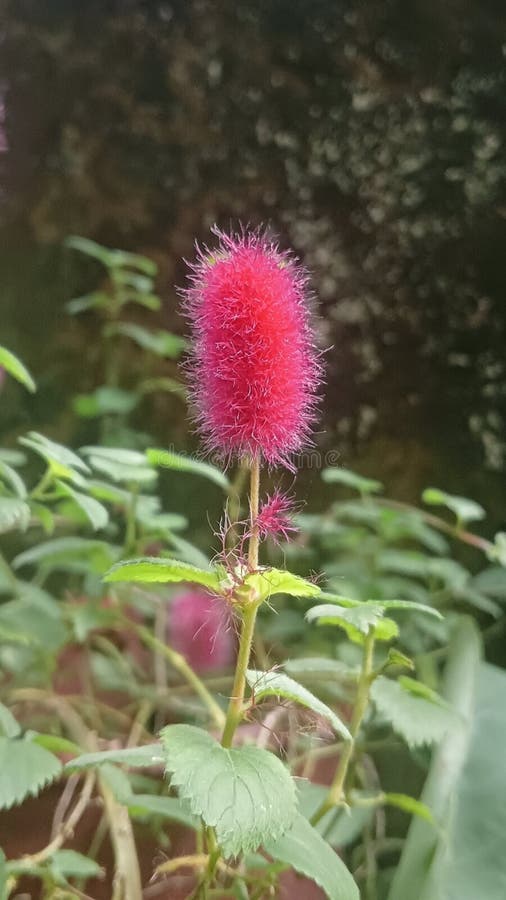 Beauty of cattail flower stock image. Image of flower - 370699203