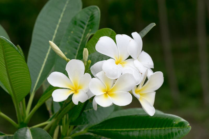 Lan Thom Or Champa Flower With Bluesky Stock Image - Image of leaf ...