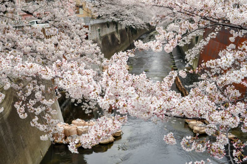 Beauty Cherry Blossom Over the River -spring-Tokyo Stock Photo - Image ...