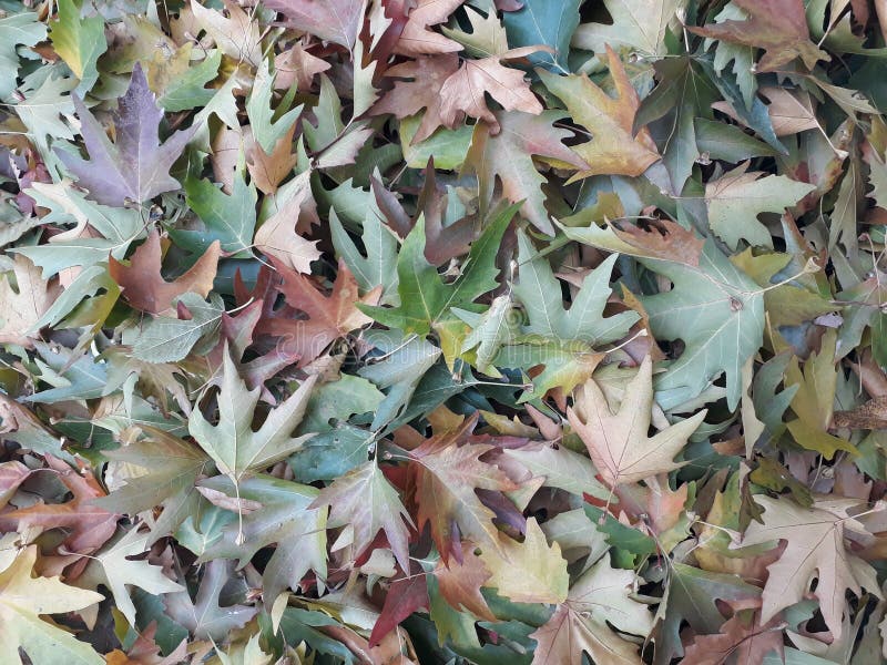 Chinar Leaves of the Same Tree of Different Colours Stock Image - Image ...