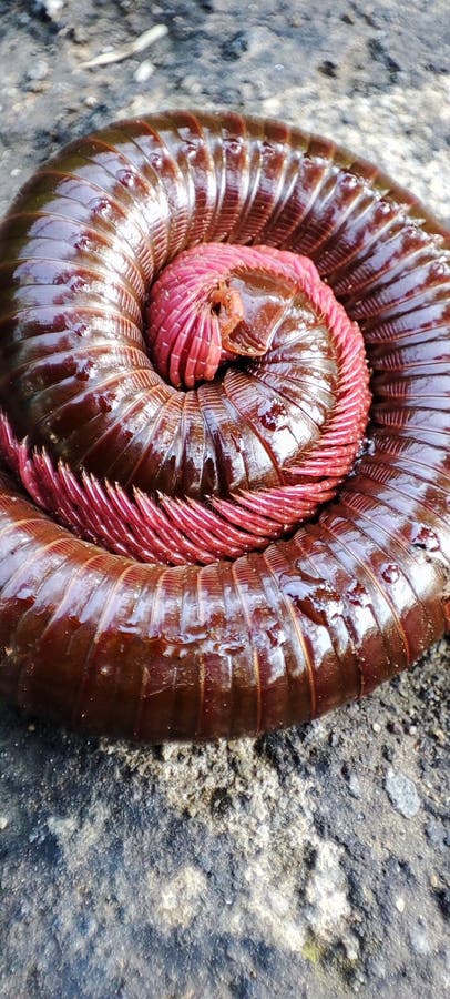 The Beauty of Circling Centipede Stock Photo - Image of organ ...