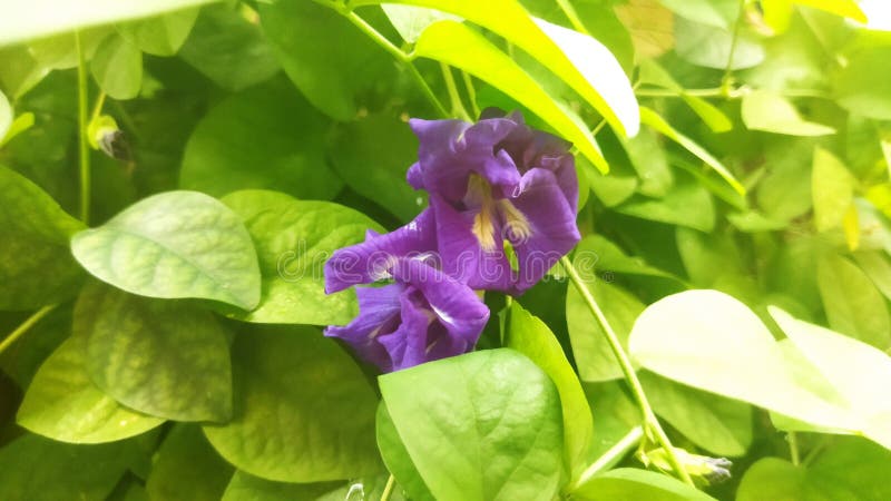 The Beauty of Clitoria Ternatea Stock Photo - Image of flower, clitoria ...